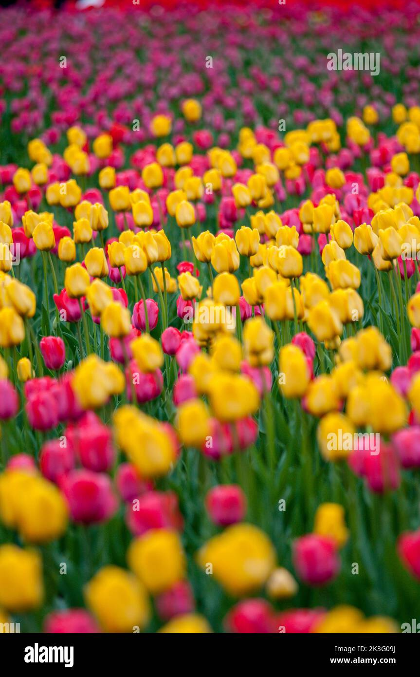 A field of a variety of tulips with multiple colors Stock Photo - Alamy