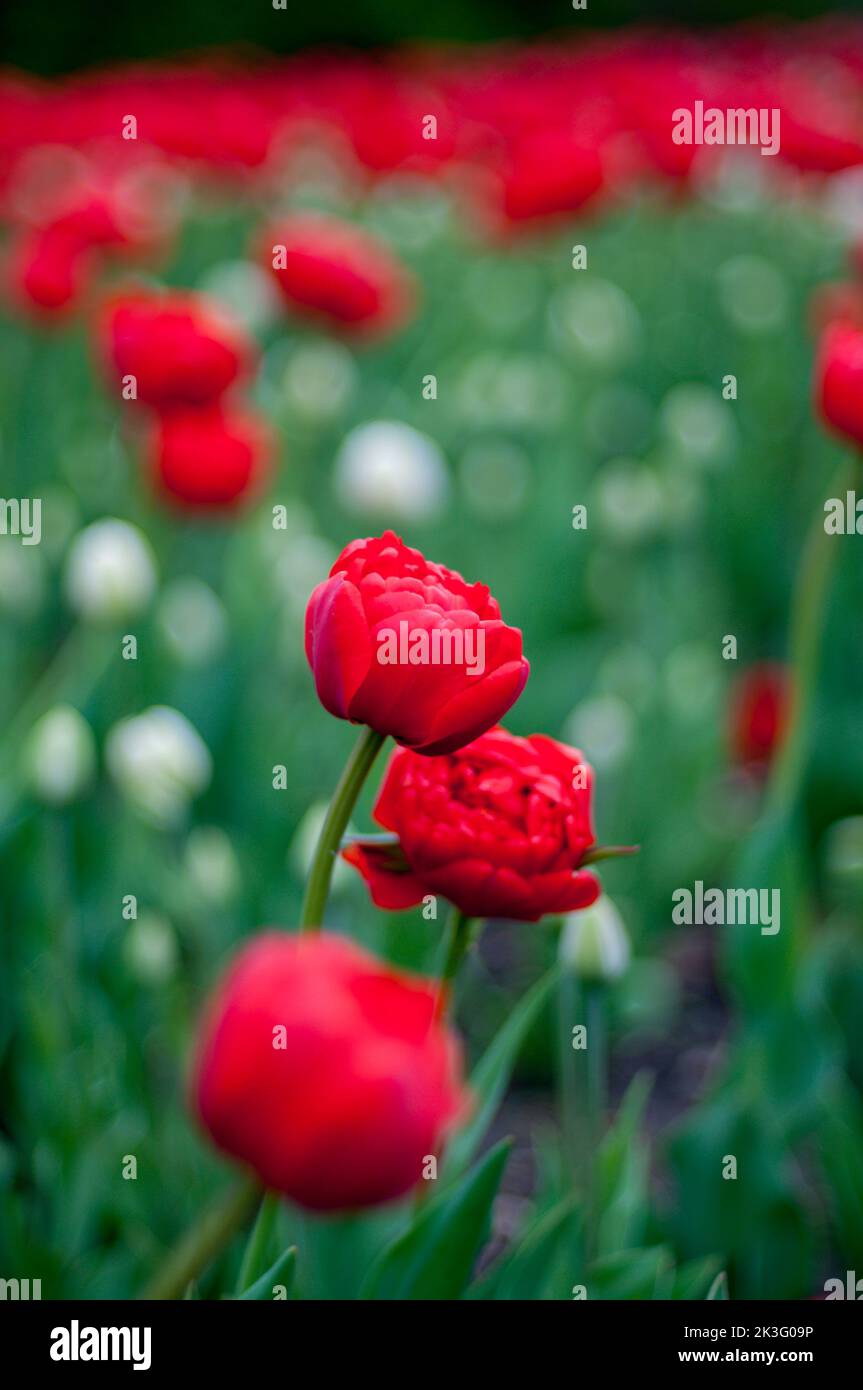 Tulip array hi-res stock photography and images - Alamy