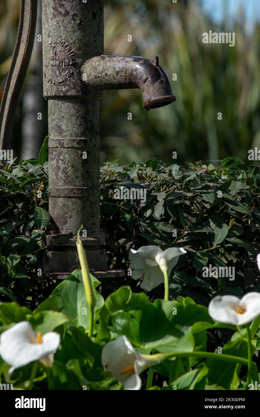 Lily botanical hi-res stock photography and images - Alamy