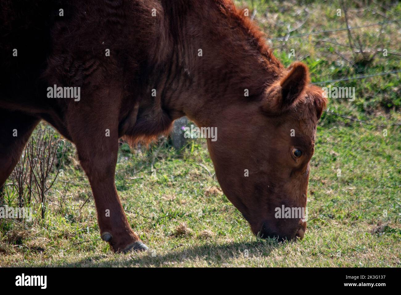 Pastoral ranch scene hi-res stock photography and images - Alamy