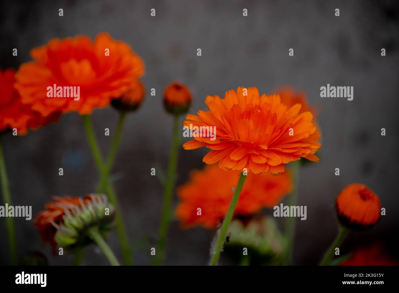 Calendula plant hi-res stock photography and images - Alamy