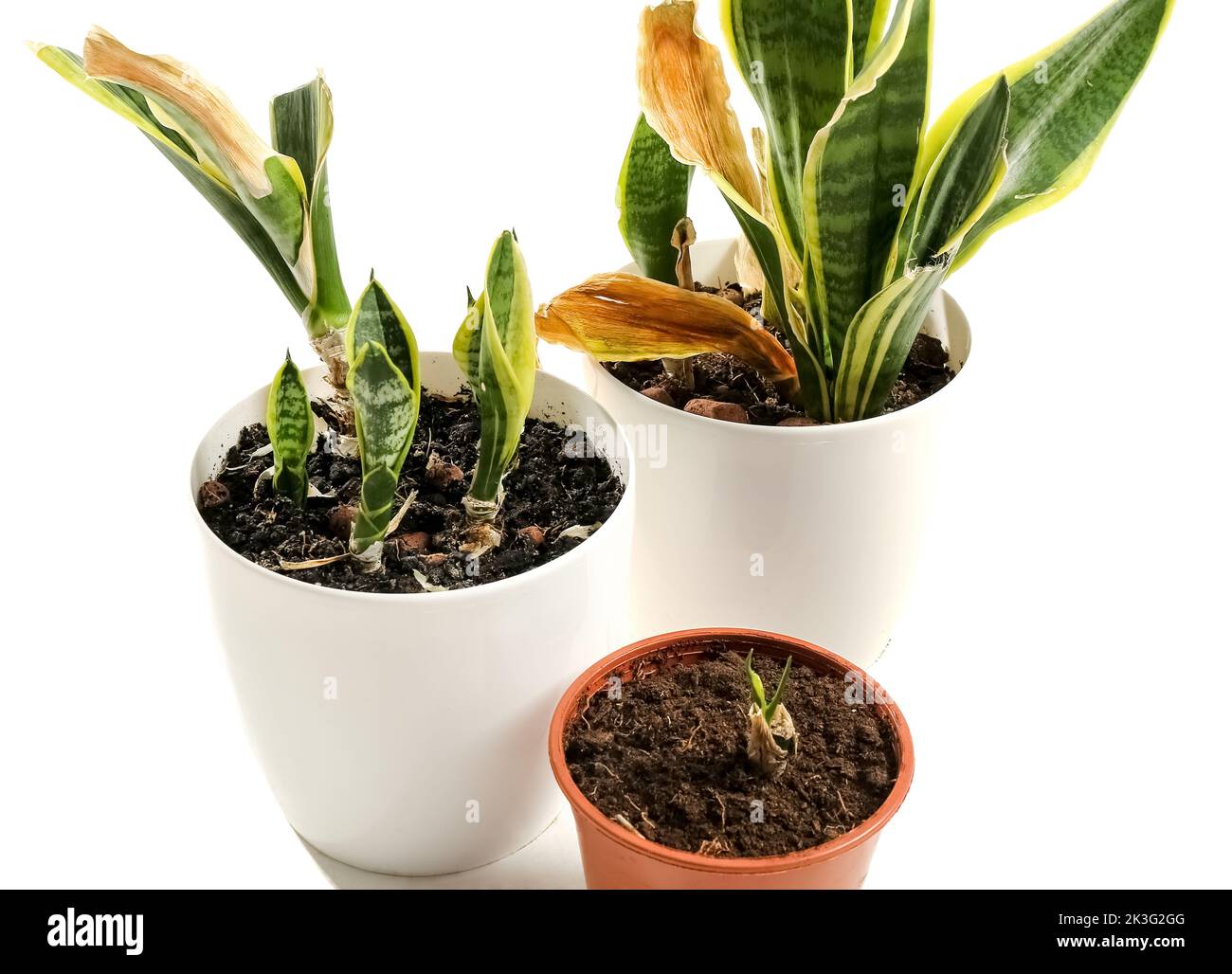 Wilted plants on white background Stock Photo - Alamy