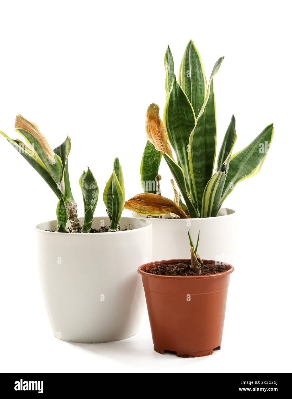 Wilted plants on white background Stock Photo - Alamy