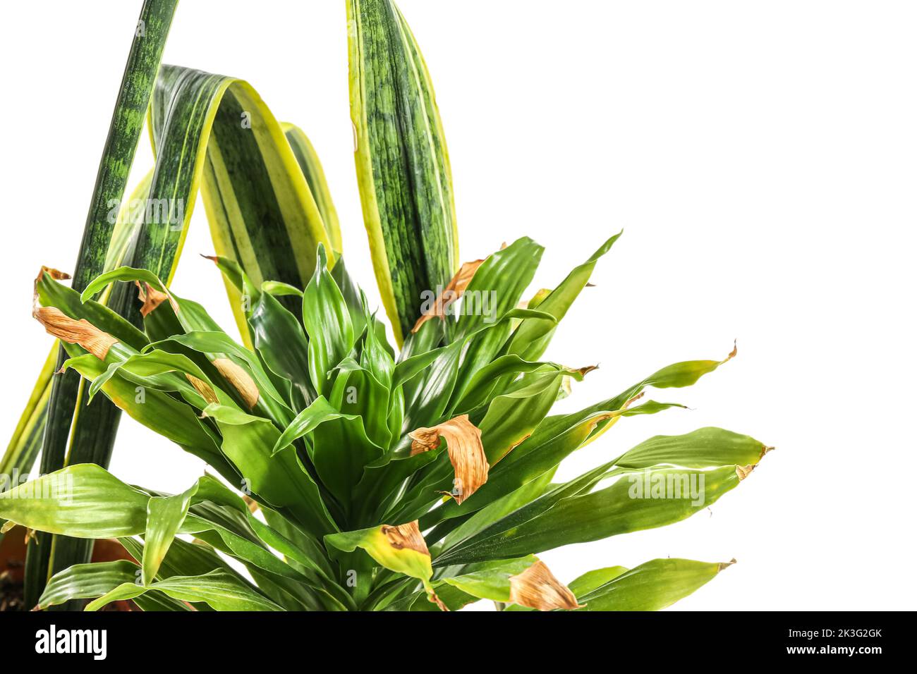 Drought withering plants hi-res stock photography and images - Alamy