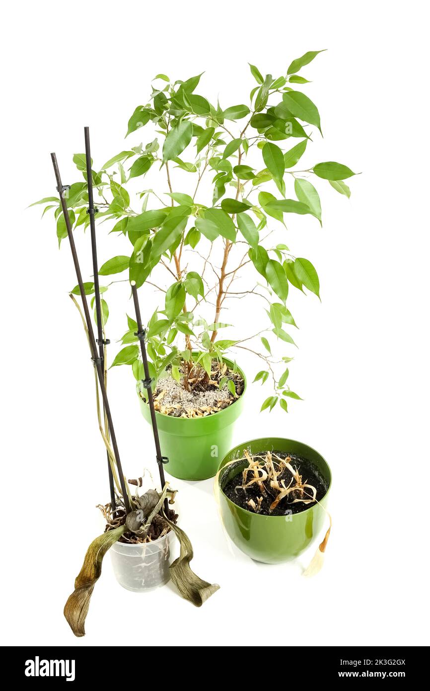 Wilted plants on white background Stock Photo - Alamy