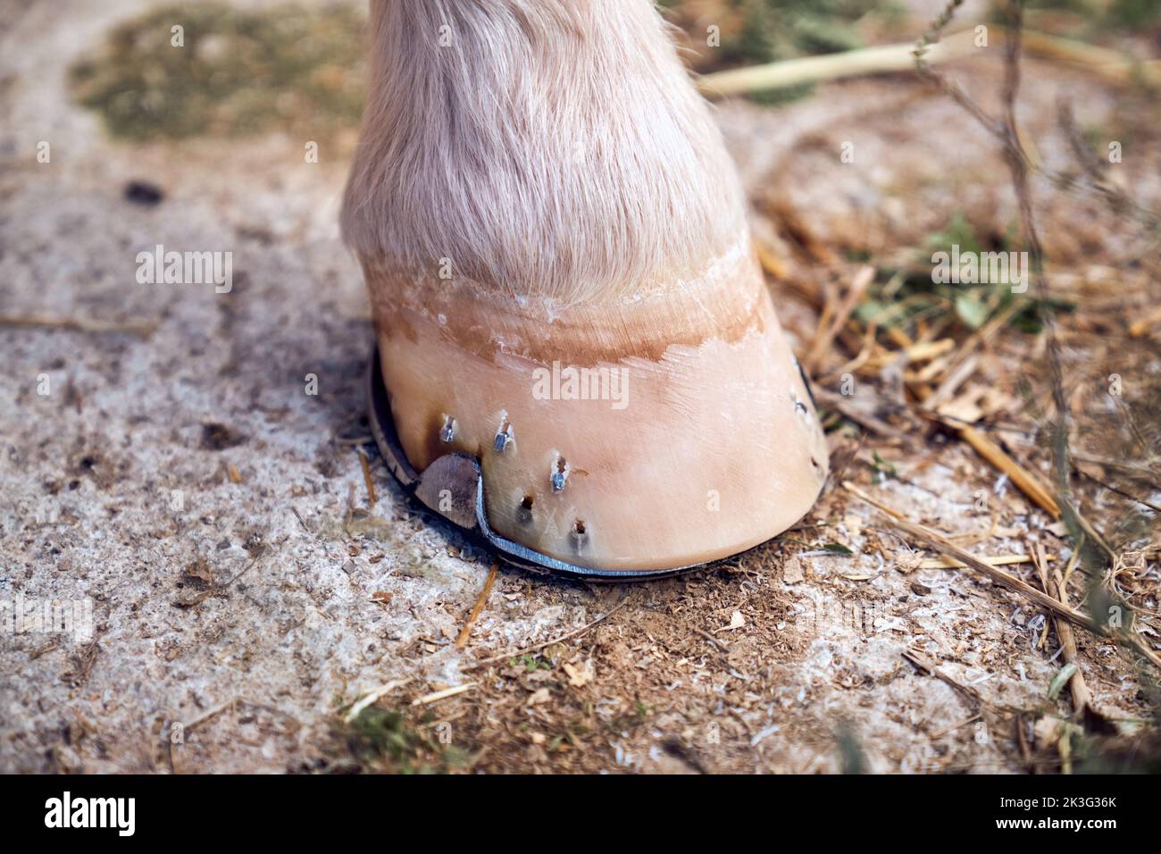 Horse hooves closeup hi-res stock photography and images - Alamy
