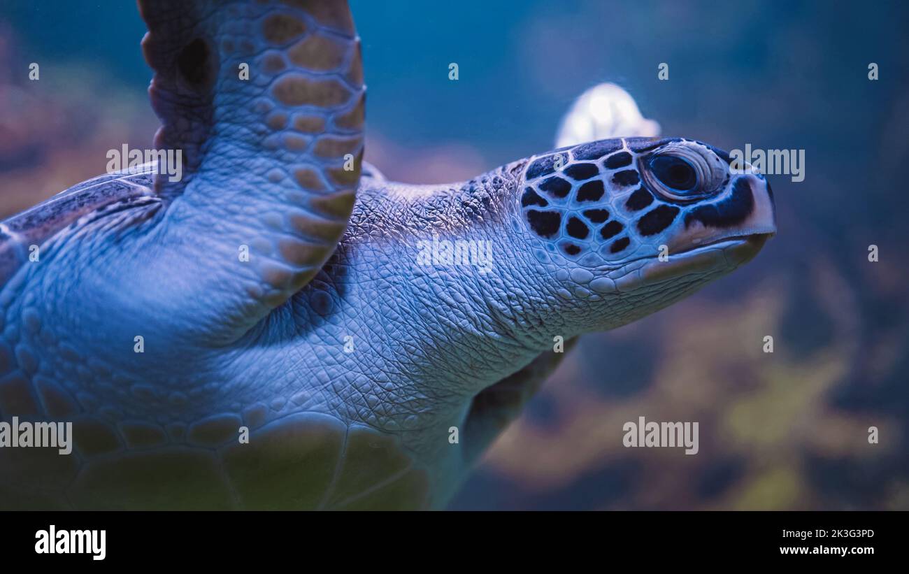 Brazil bonaire hi-res stock photography and images - Alamy