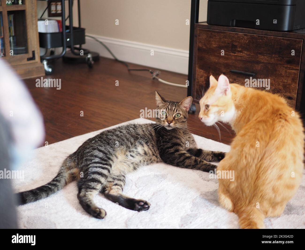 Morphy the tabby hi-res stock photography and images - Alamy