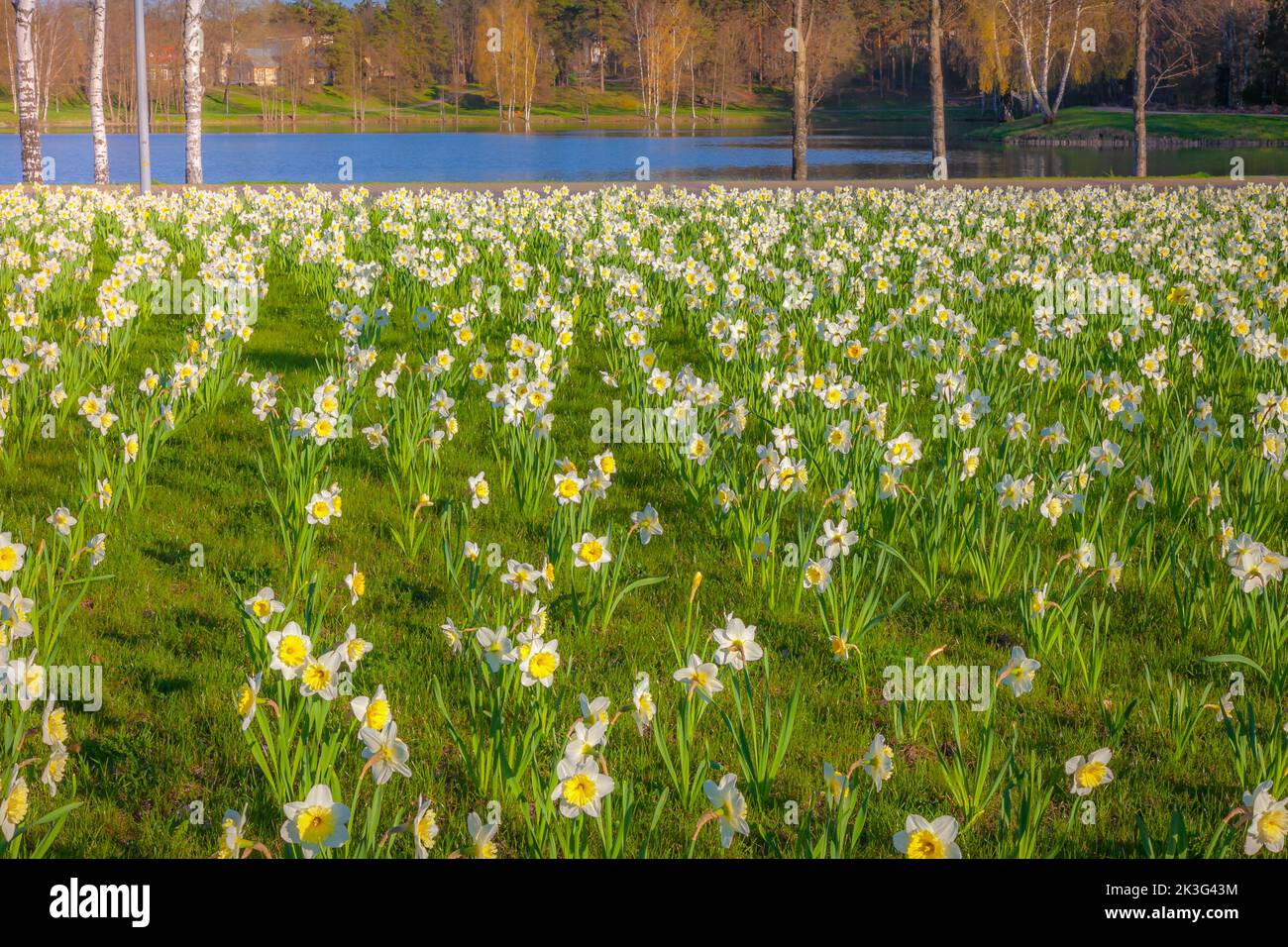 Yellow flowers in the central park in Druskininkai at sunset, Lithuania ...