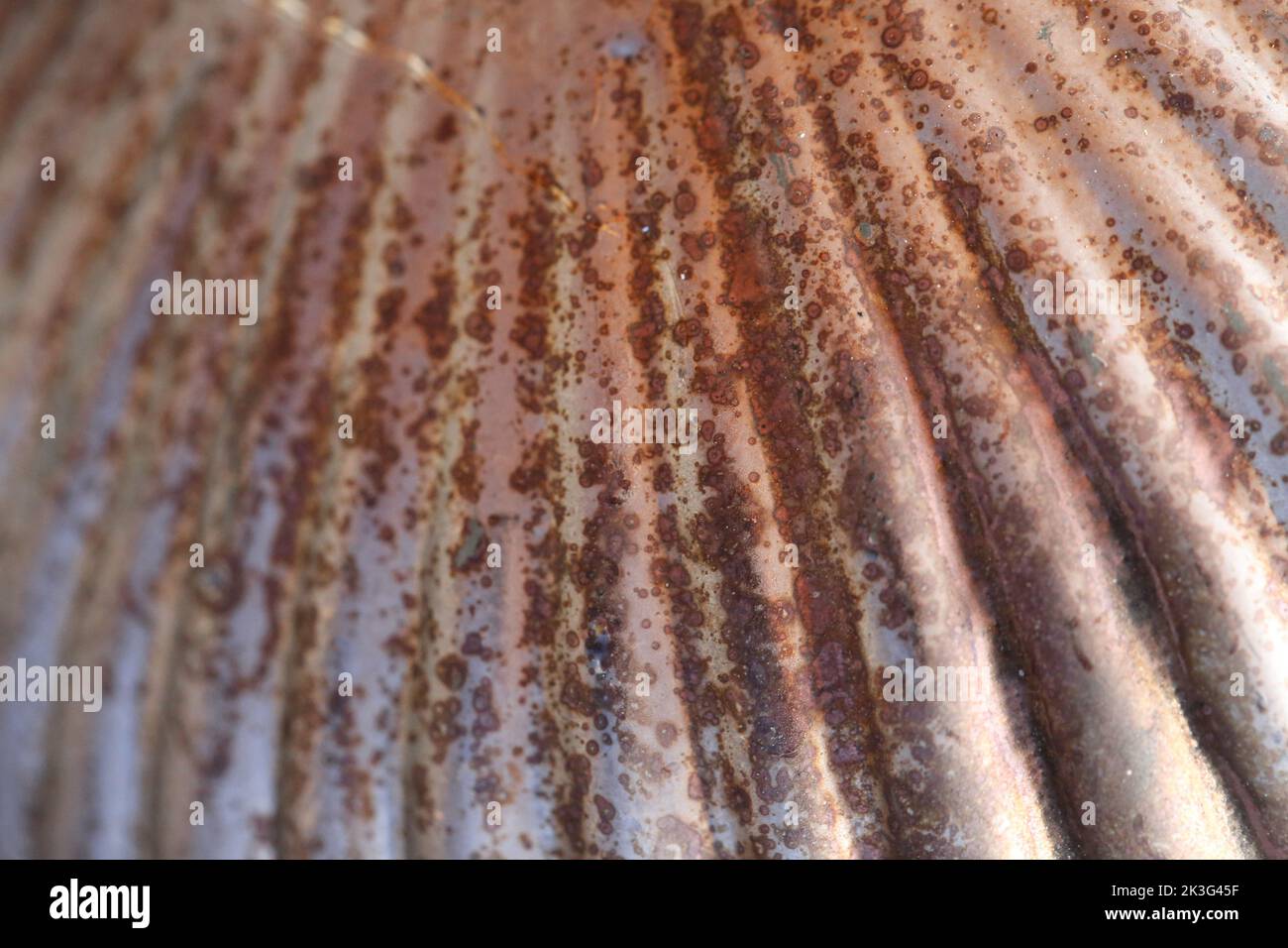 Rusty metallic photo wallpaper. Shabby metal background with traces of ...