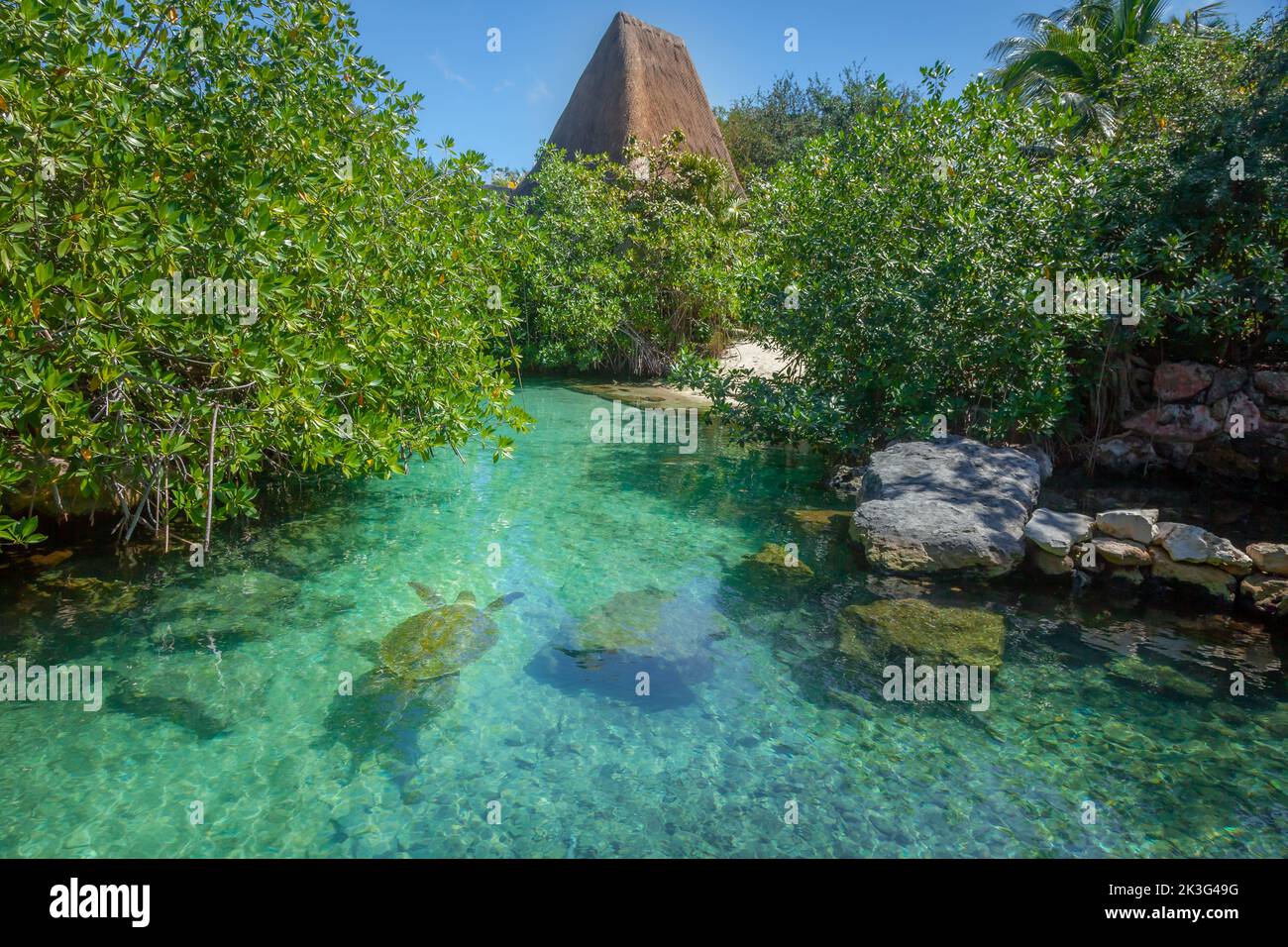 Cancun idyllic caribbean beach with turtle and palapa, Riviera Maya ...
