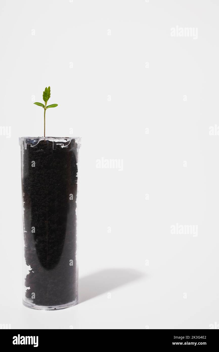 Tree seedling emerging through the soil in plastic test tube bottle ...