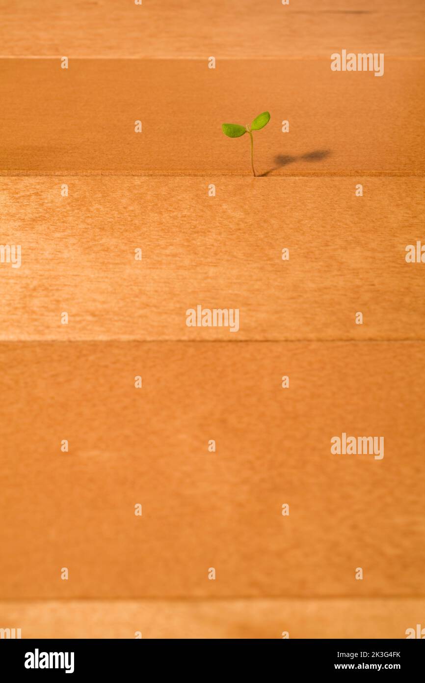 Tree seedling emerging through joint in maple hardwood floor Stock ...