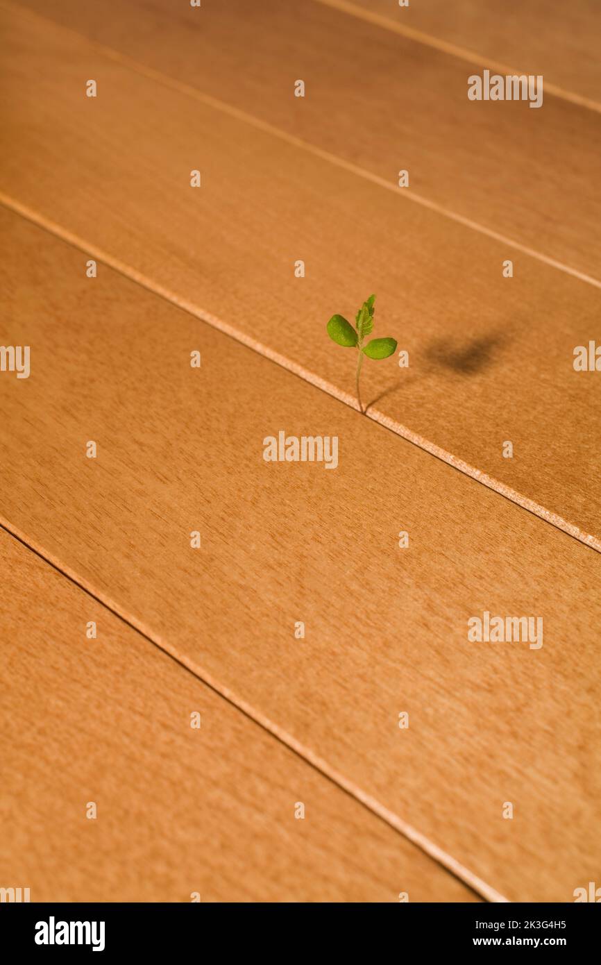 Tree seedling emerging through joint in maple hardwood floor Stock ...