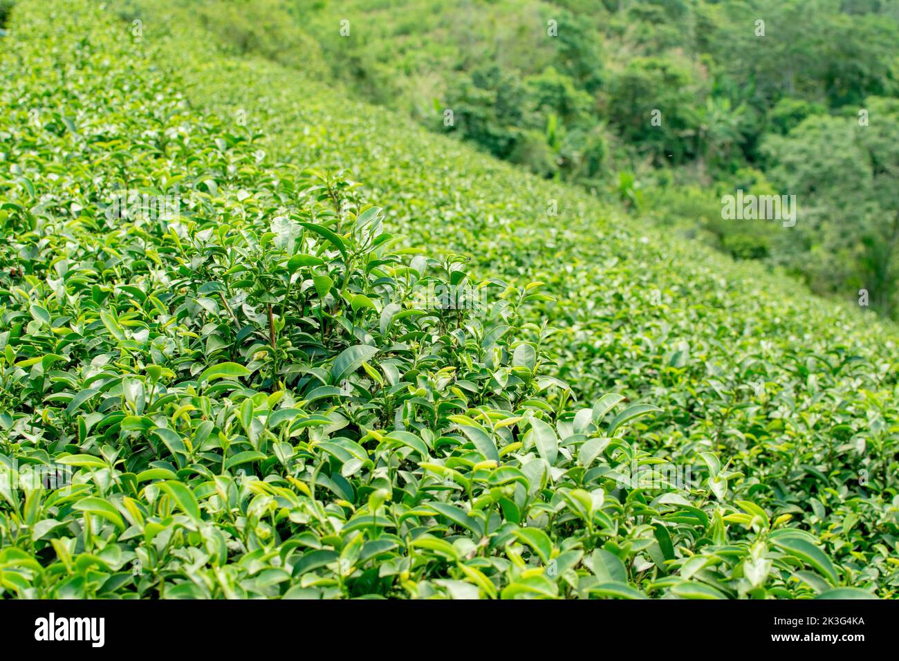 Tea plantations planted on beautiful mountains Stock Photo - Alamy