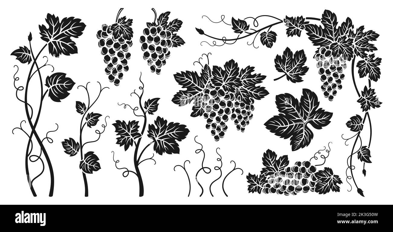 Vine engraved hi-res stock photography and images - Alamy