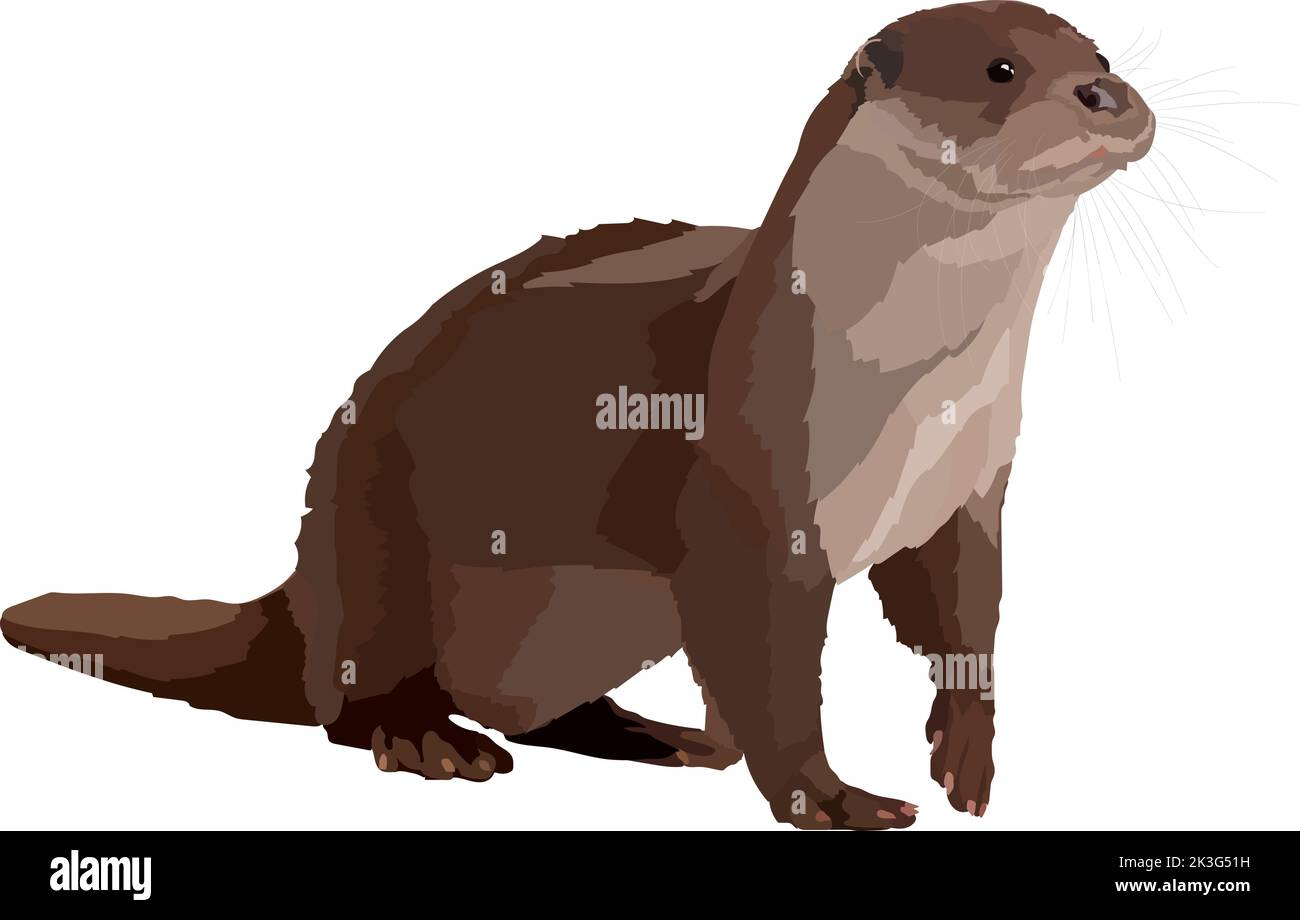 Eurasian otter underwater Stock Vector Images - Alamy