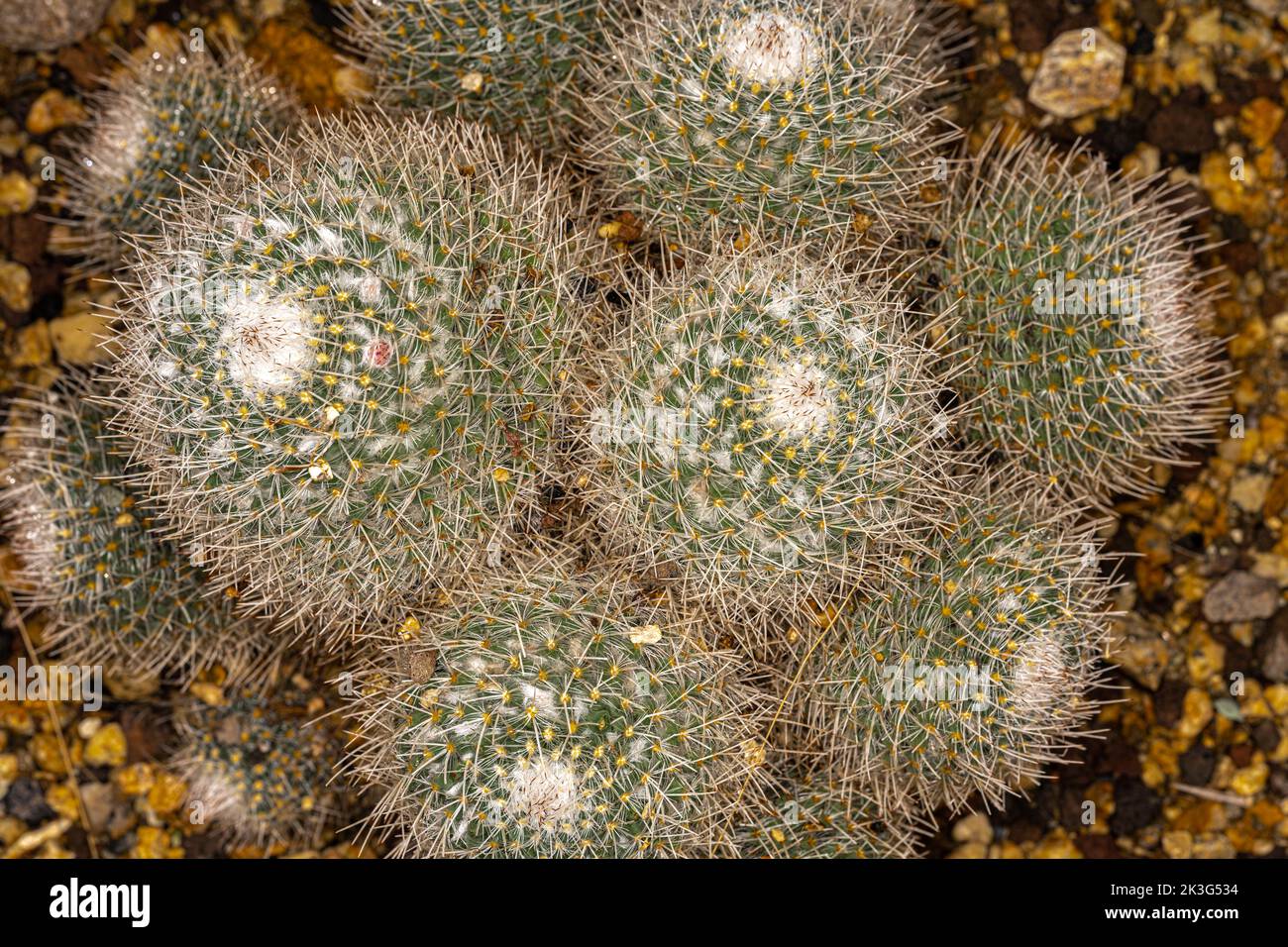 Twin Spined Cactus (Mammillaria geminispina Stock Photo - Alamy