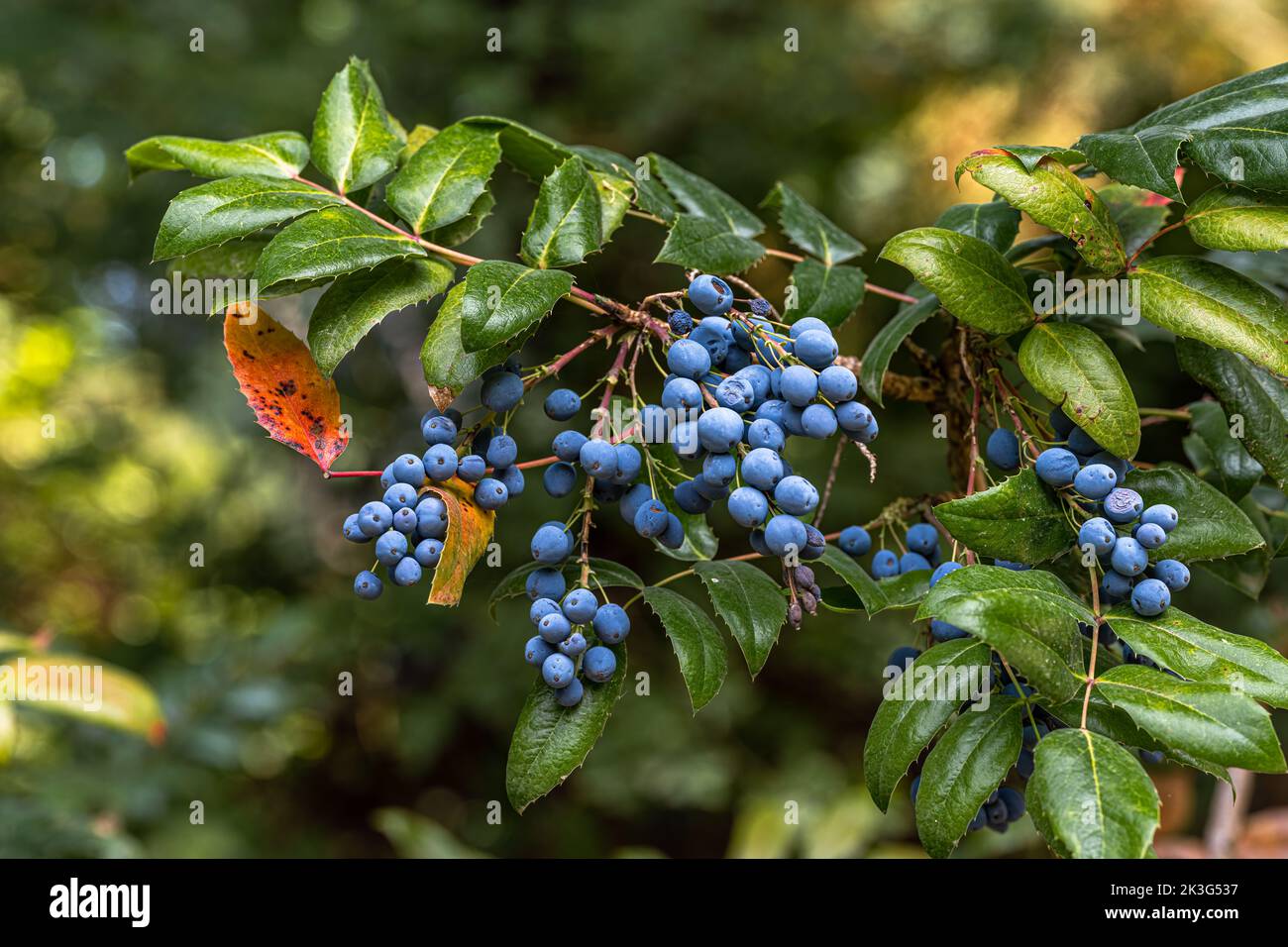 Fruits of Oregon Grape (Mahonia aquifolium Stock Photo - Alamy