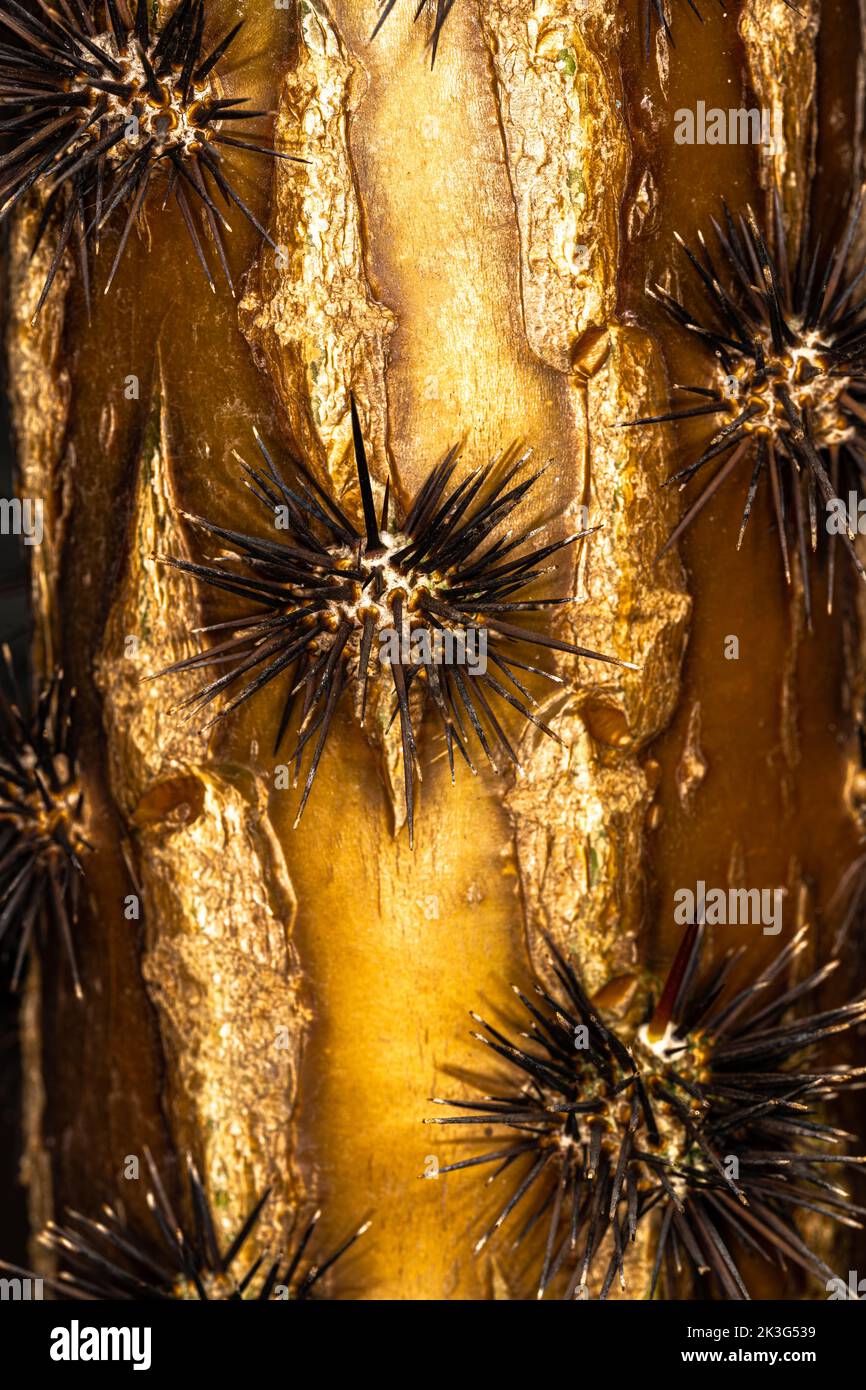 Bleo hi-res stock photography and images - Alamy