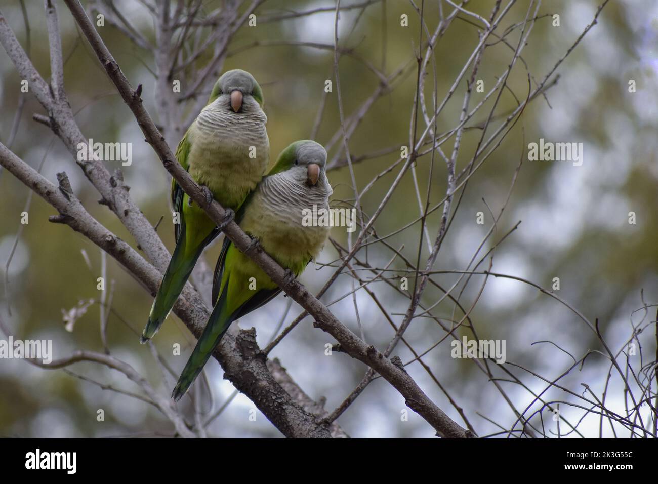 cute monk parakeet (Myiopsitta monachus), or quaker parrot, in Buenos ...
