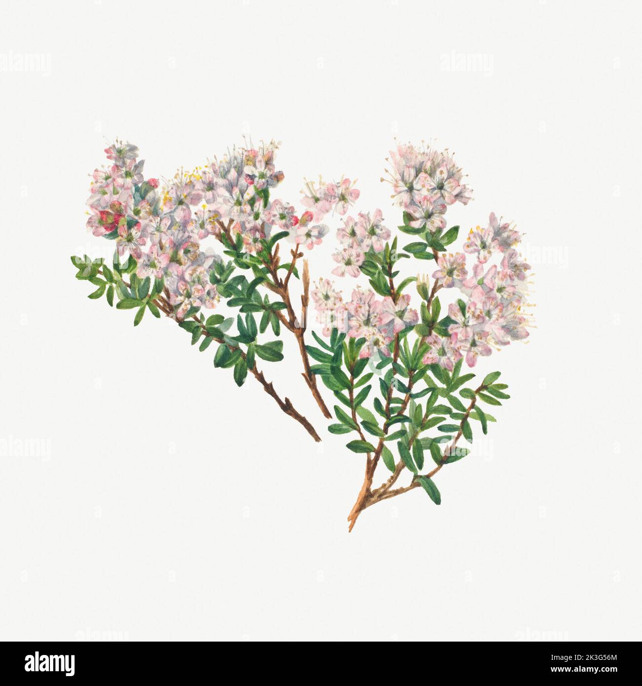 Sand Myrtle (Leiophyllum lyoni) (1930) by Mary Vaux Walcott. Original ...