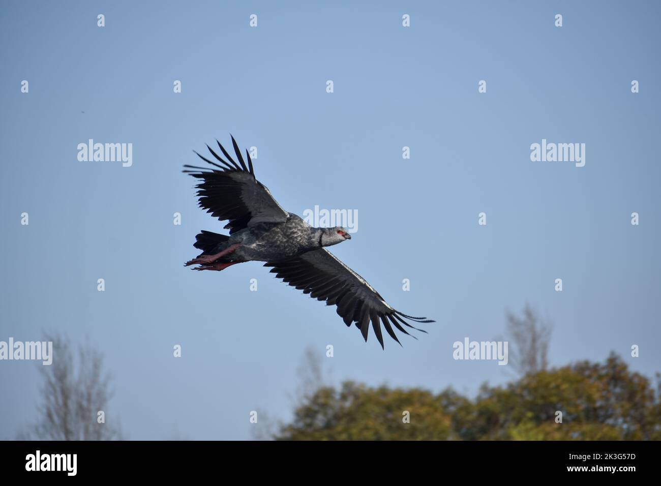 southern screamer (Chauna torquata), also known as the crested screamer ...
