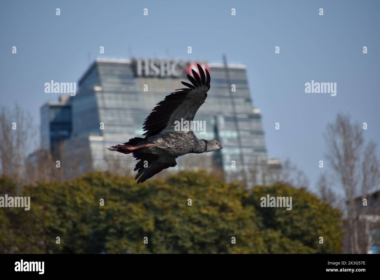 southern screamer (Chauna torquata), also known as the crested screamer ...