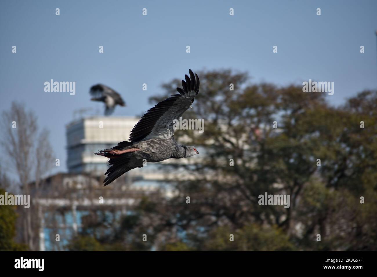southern screamer (Chauna torquata), also known as the crested screamer ...