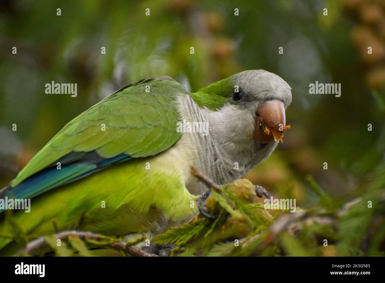 cute monk parakeet (Myiopsitta monachus), or quaker parrot, feeding in ...