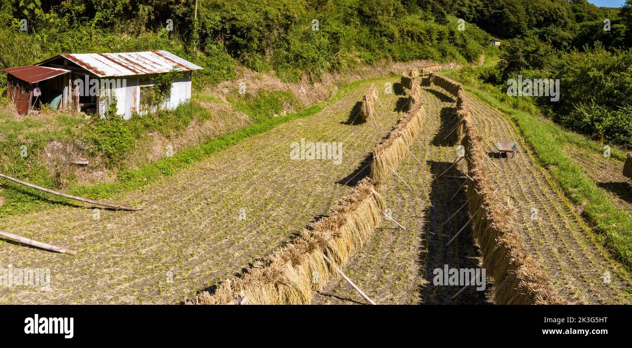 Rustic shed and freshly harvested rice in sunshine on traditional farm ...