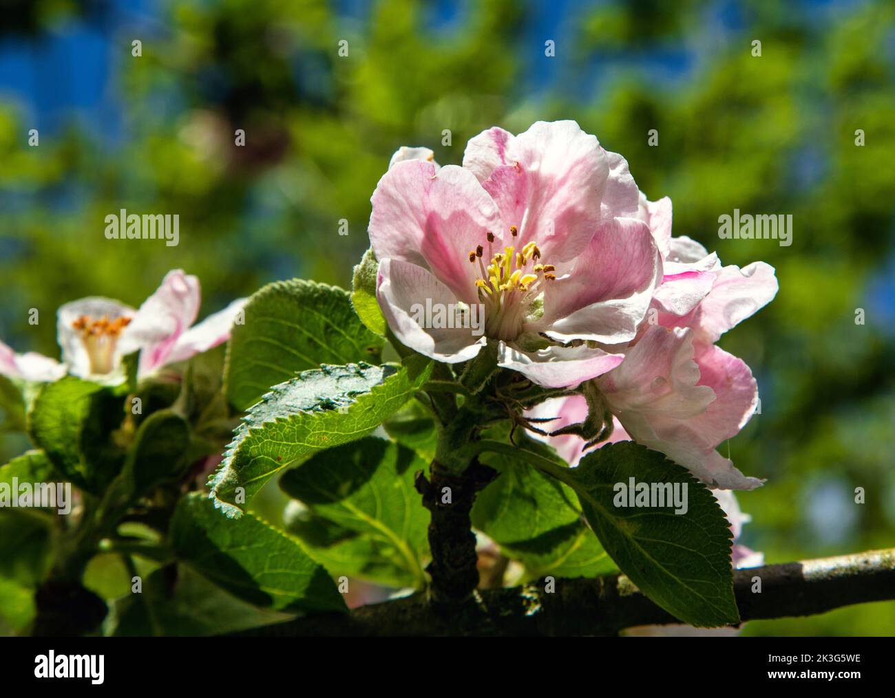 One morning in Ordsall. Ordsall is attached to the market town of ...
