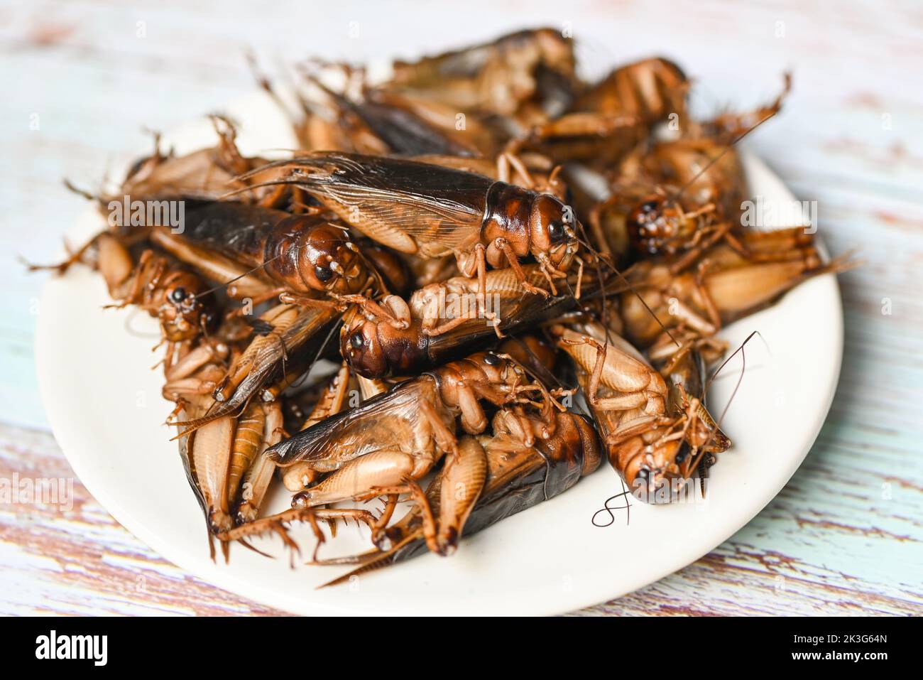 cricket insect on white plate background, cricket insect related to the ...