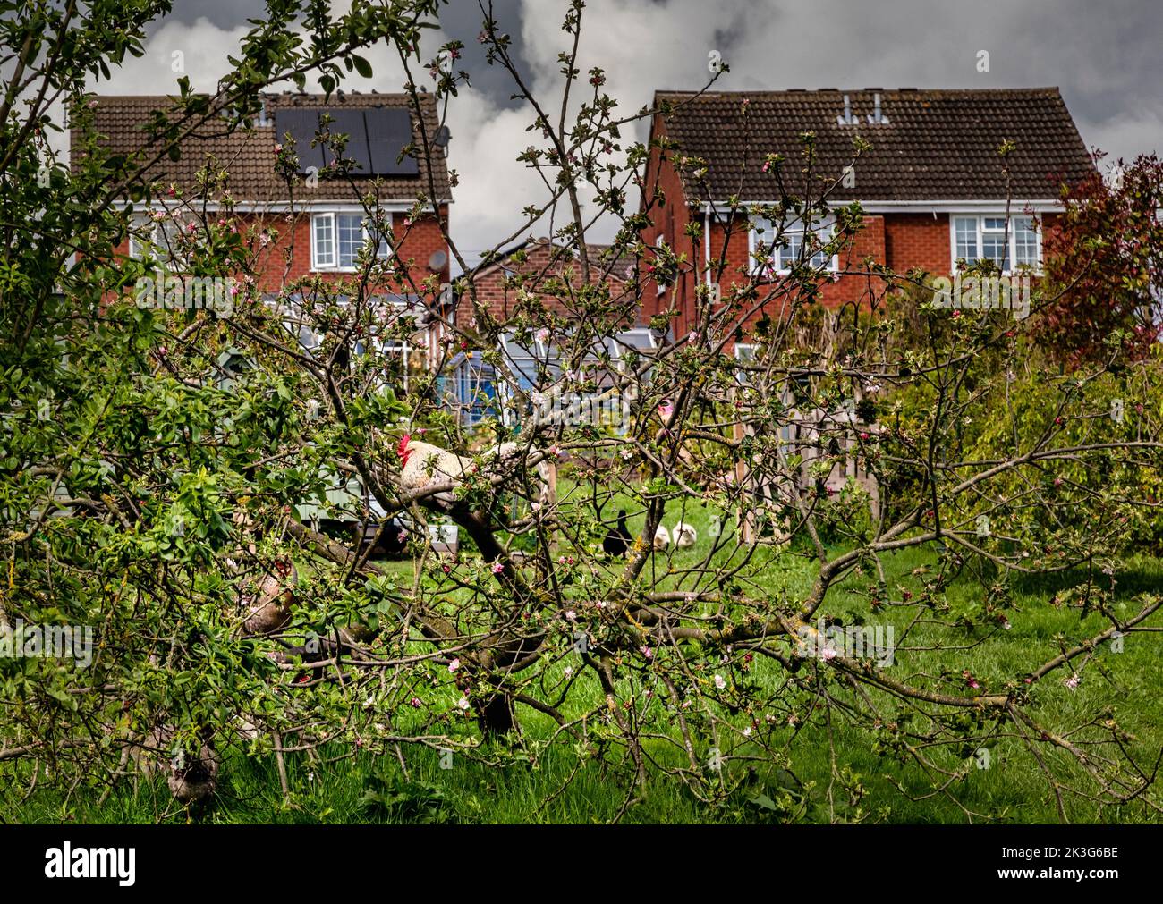 One morning in Ordsall. Ordsall is attached to the market town of ...