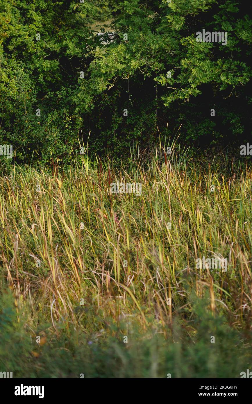 Overgrown Stretch Of The Wiltshire And Berkshire Canal Wilts And Berks Canal From The