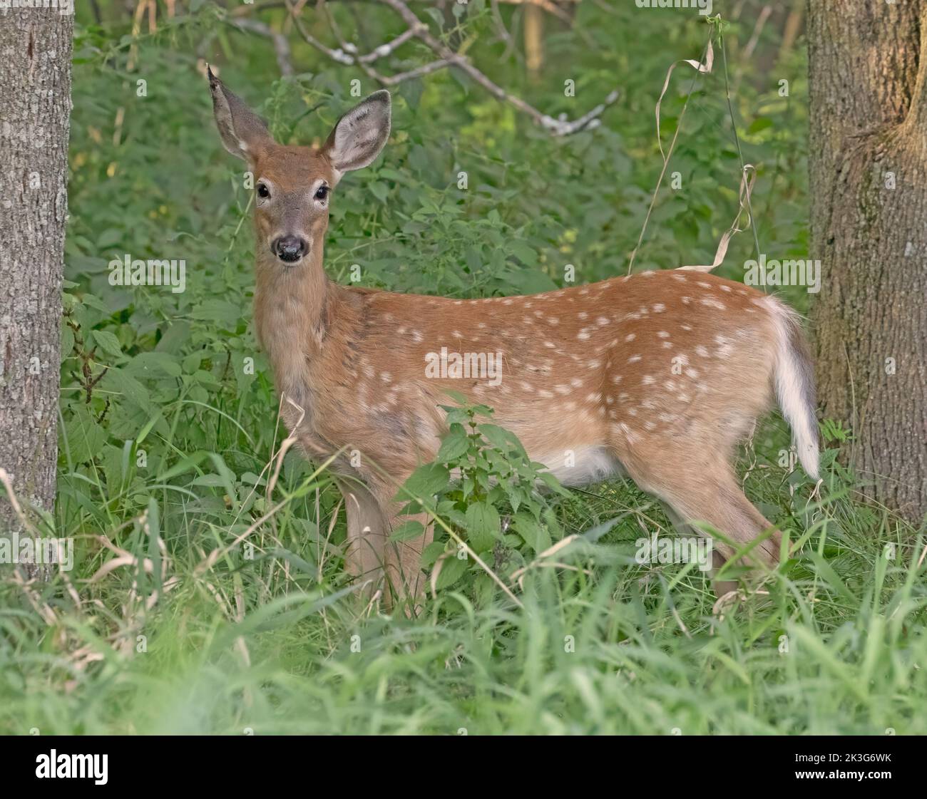 This young white-tailed deer feeding along the trail in the Parc ...