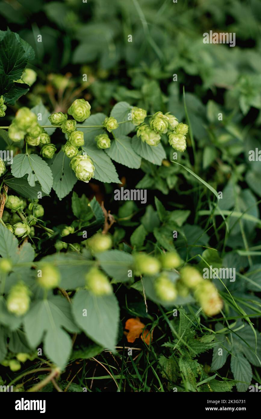 Hop vine / Hop Bine / Hop flowers growing wild amongst hedgerow plants ...