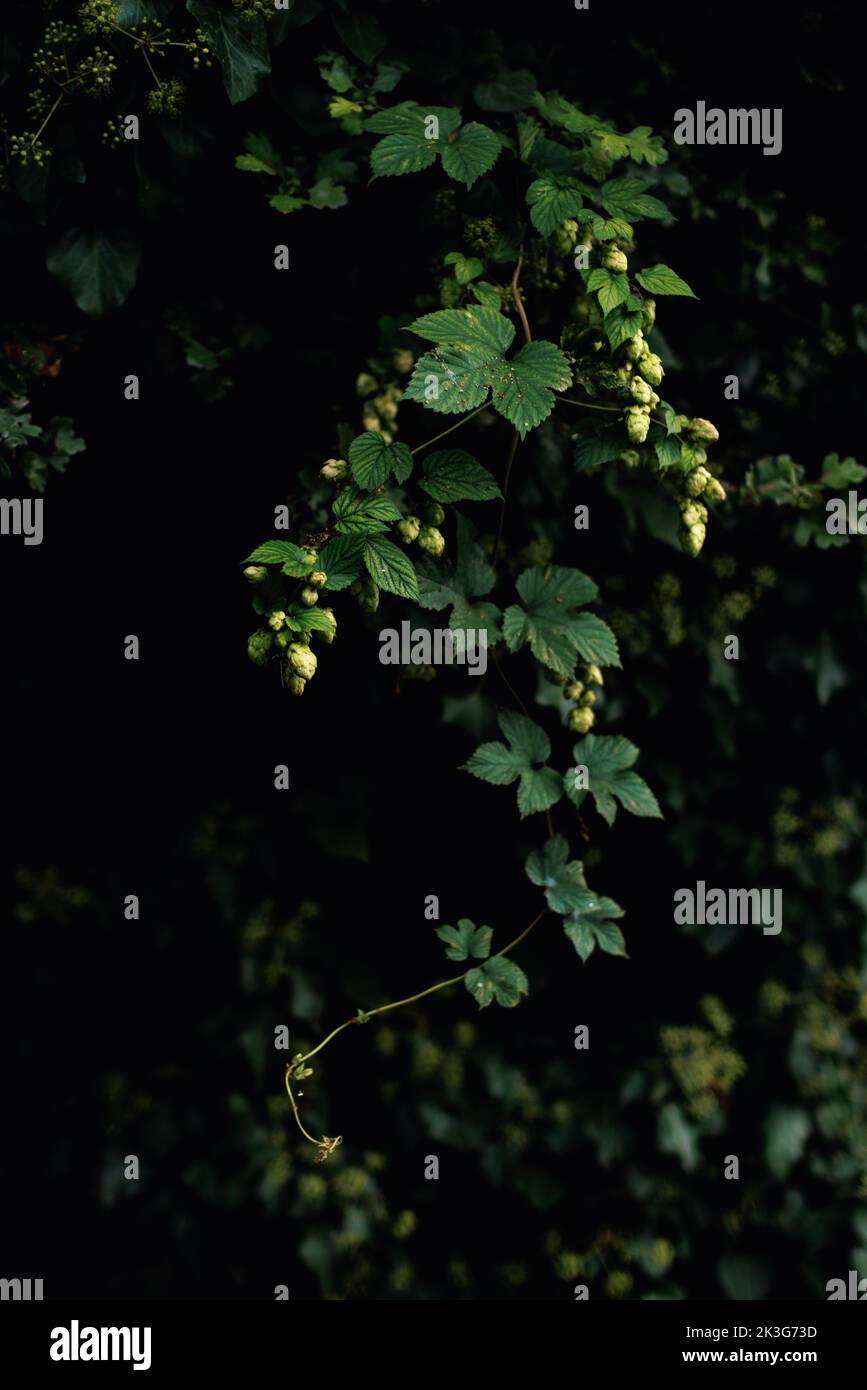 Hop vine / Hop Bine / Hop flowers growing wild amongst hedgerow plants ...