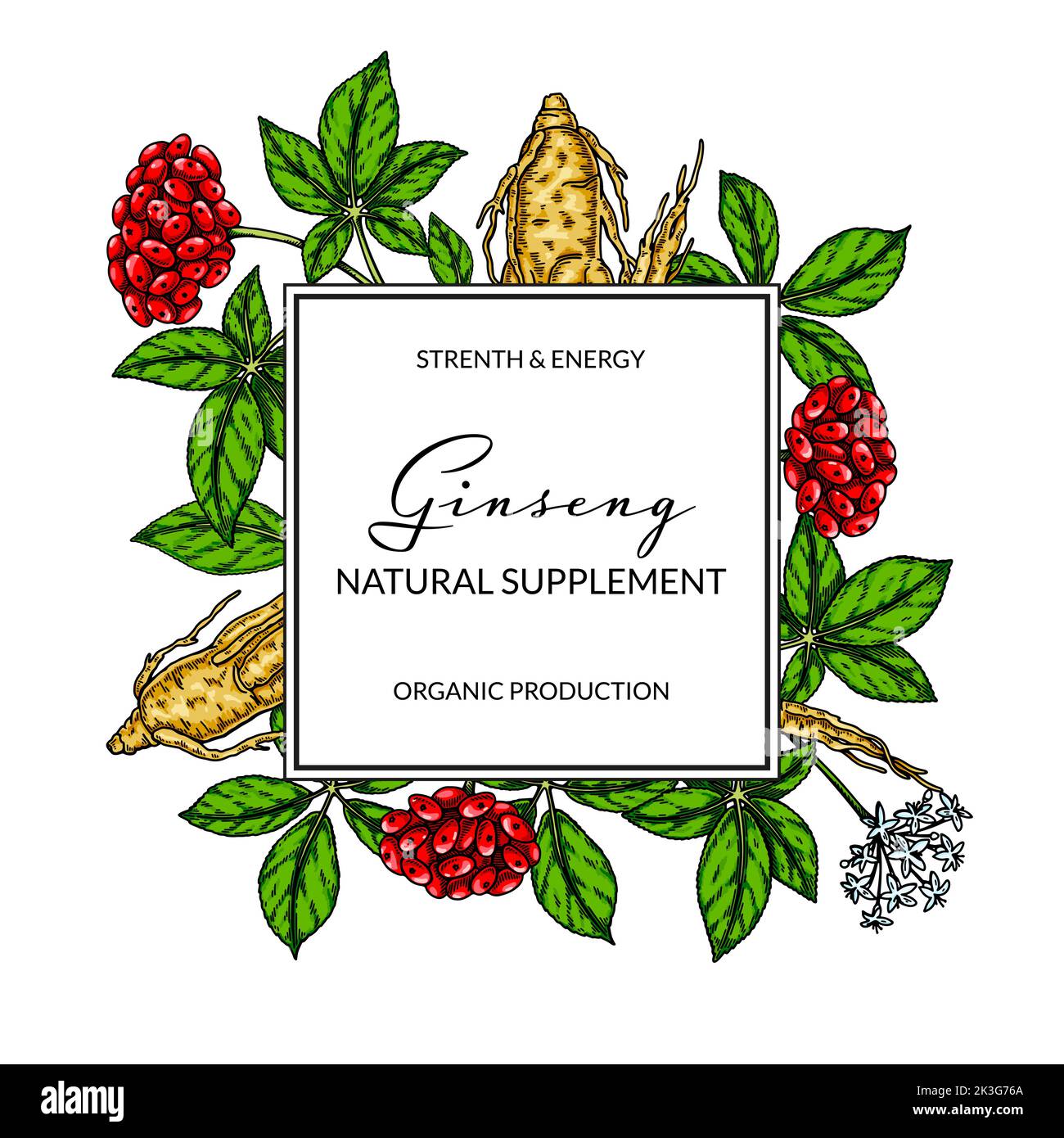 Ginseng colorful frame. Hand drawn botanical vector illustration in ...