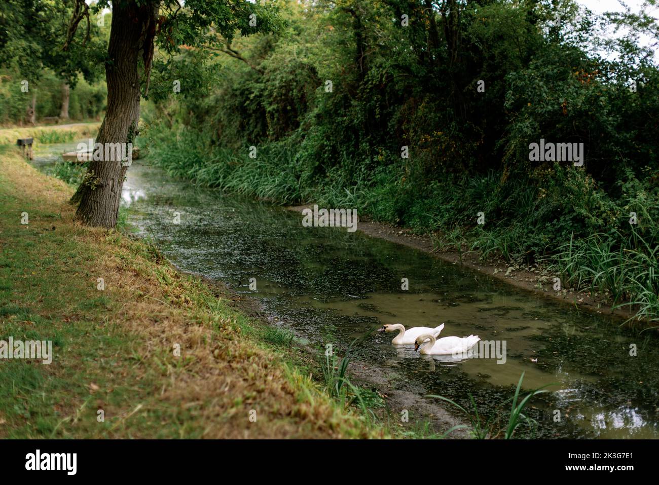 Section Of Reclaimed Repaired Old Canal Between Pewsham And Lacock Wiltshire Restored From