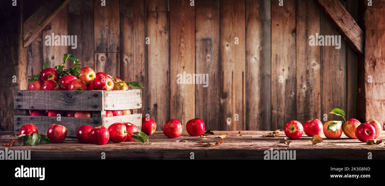 Organic Red Apples In Wooden Crate On Harvest Table With Rustic Barn ...