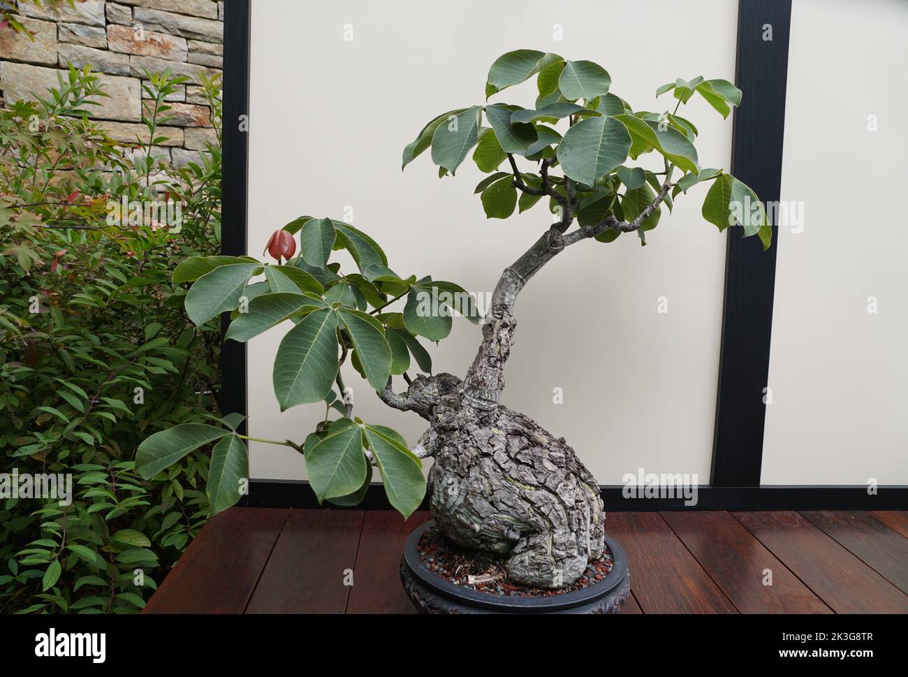 A beautiful and trained Shaving Brush bonsai tree with thick bark and ...