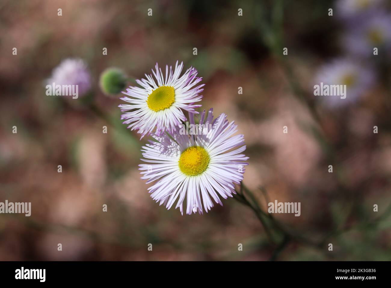 Close up of some spreading fleabane or Erigeron divergens flowers in ...