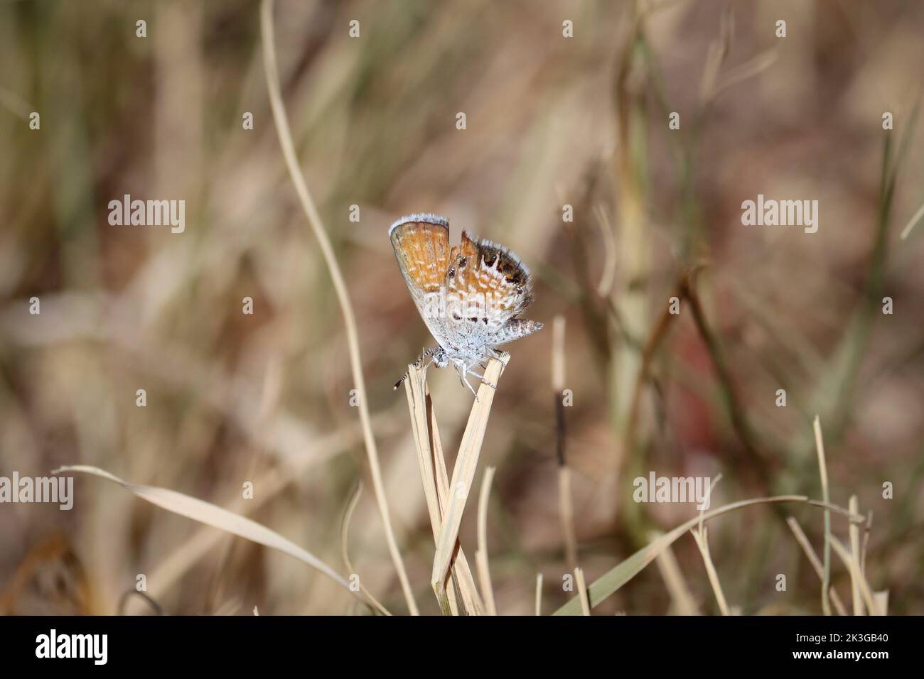 Western Pygmy Blue Butterfly