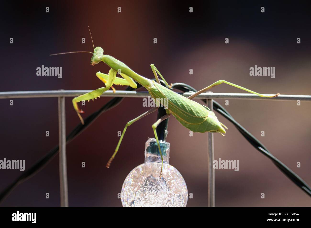New mexican praying mantis hi-res stock photography and images - Alamy