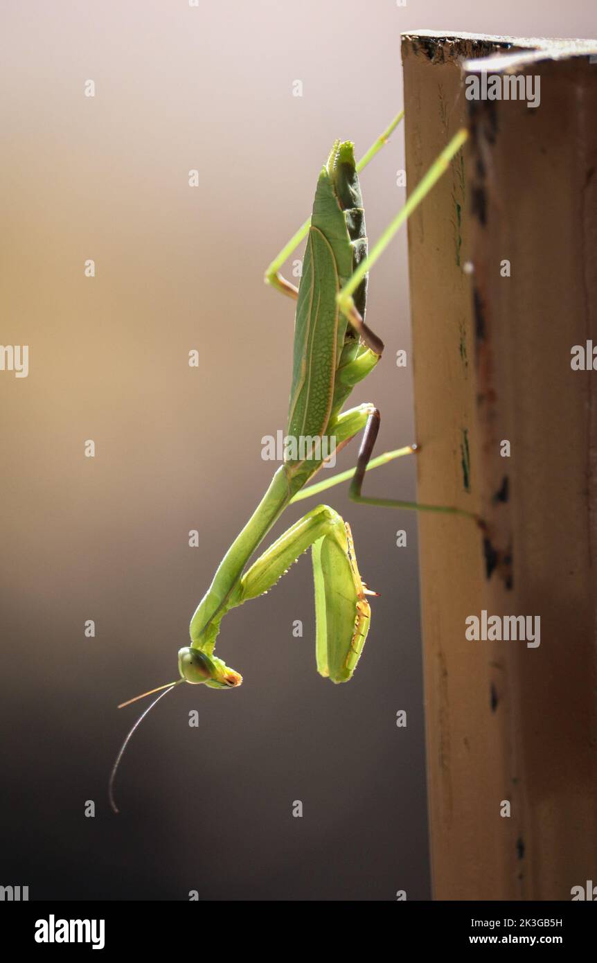 Bosque mantis hi-res stock photography and images - Alamy