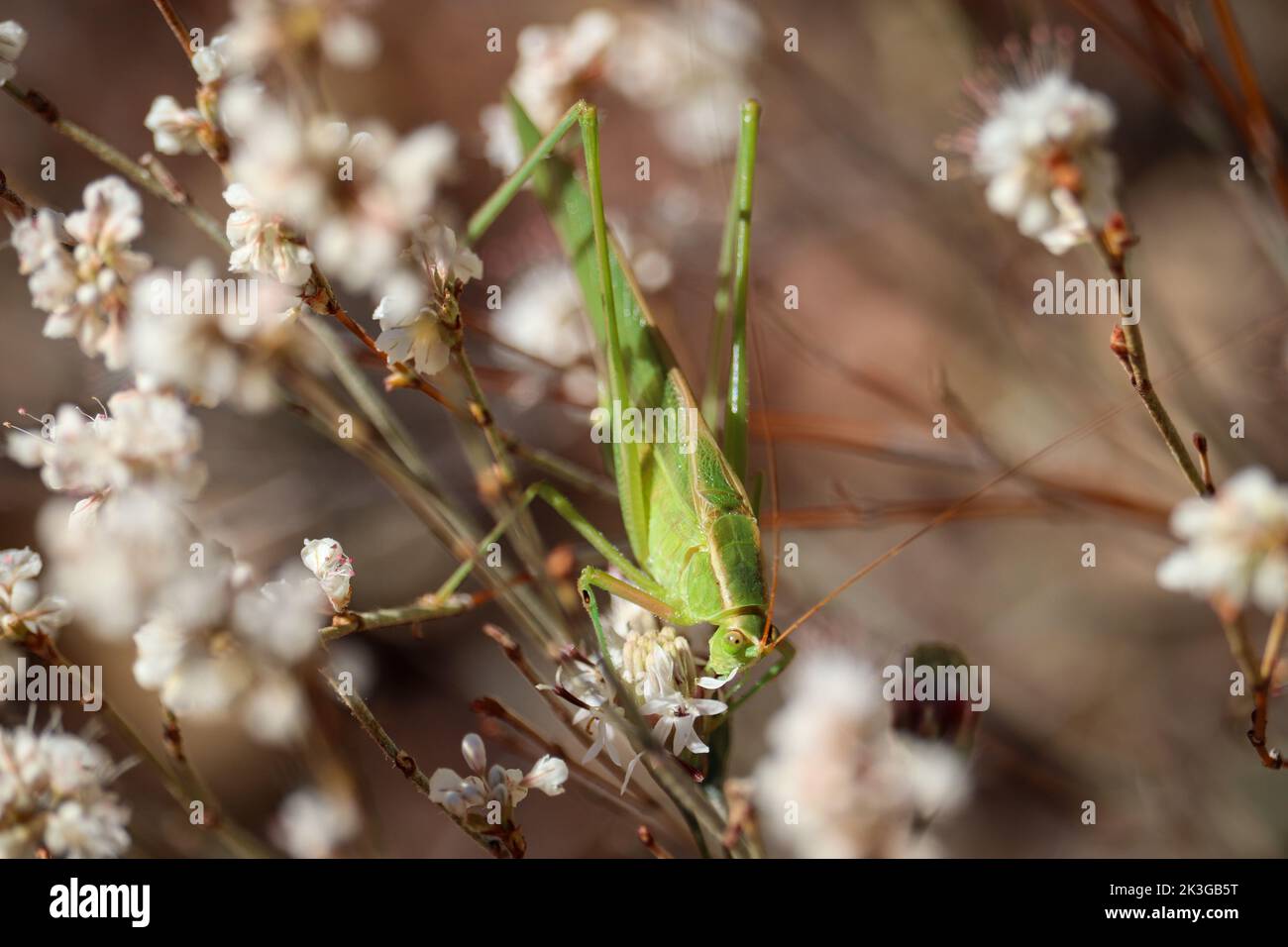 Mexican bush katydid or Scudderia Mexicana feeding on a wright's ...