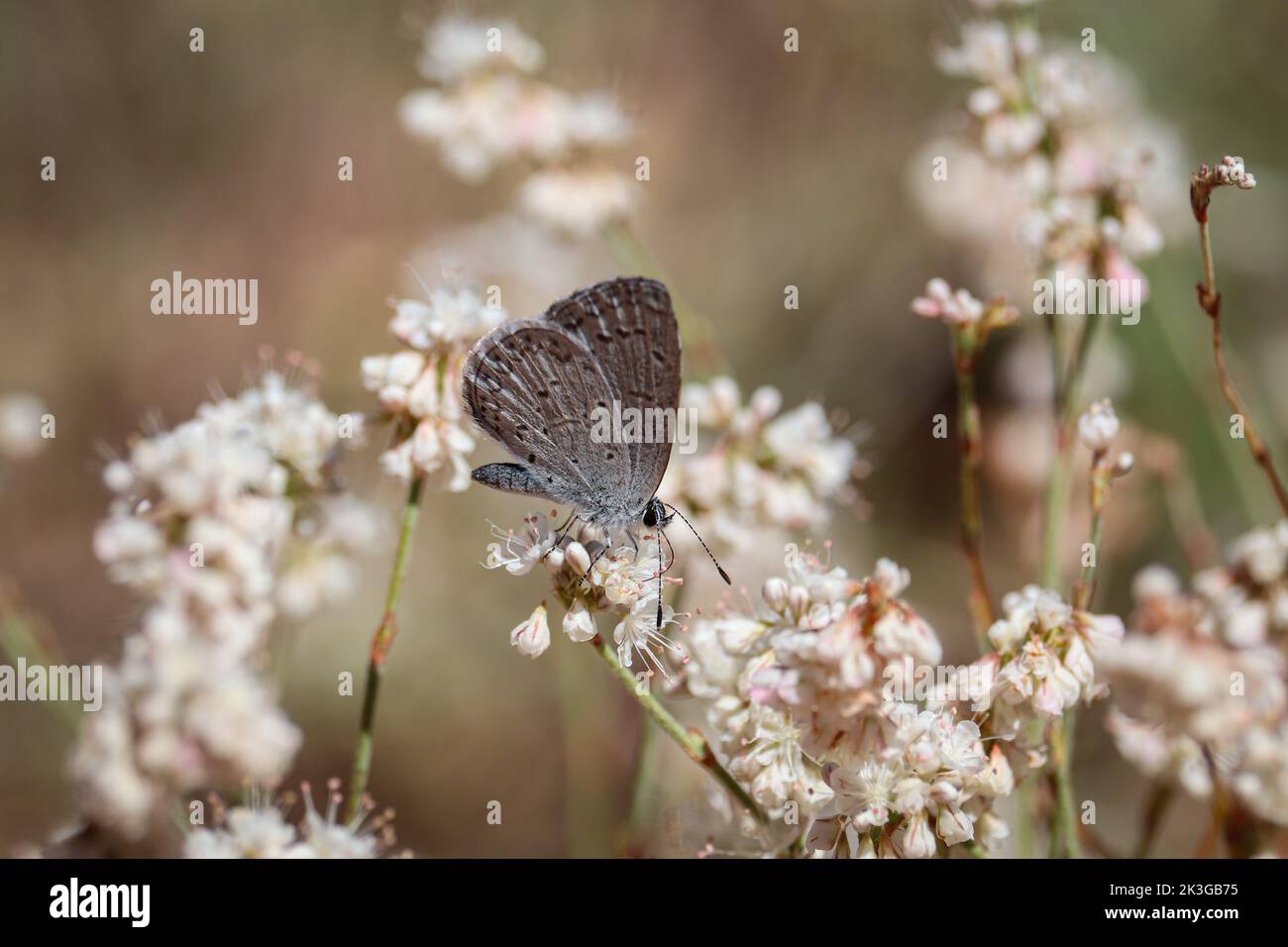 Southwestern azure or Celastrina echo feeding on buckwheat flowers in ...