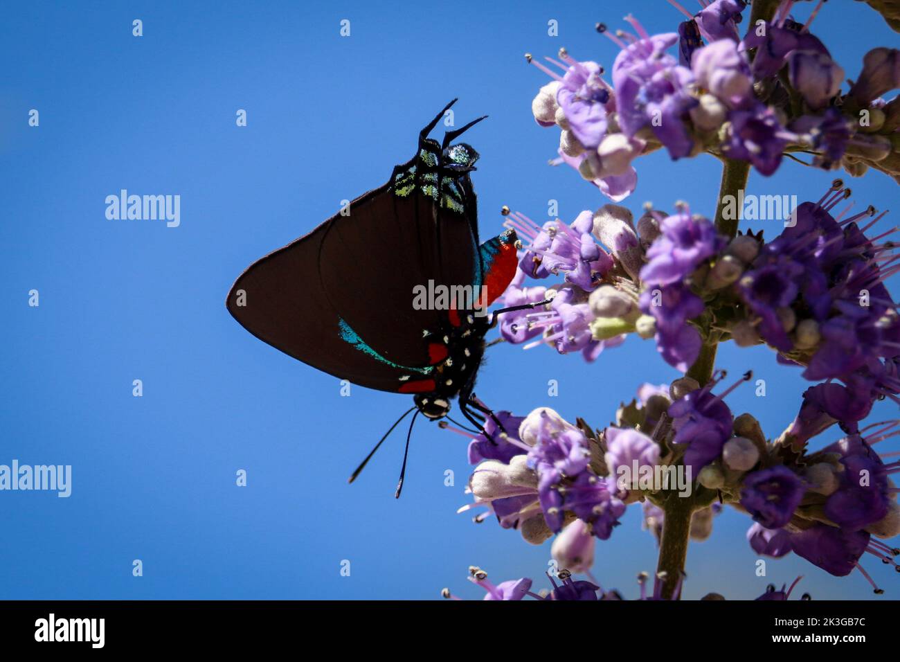 Great purple hairstreak or Atlides halesus feeding on vitex flowers in ...