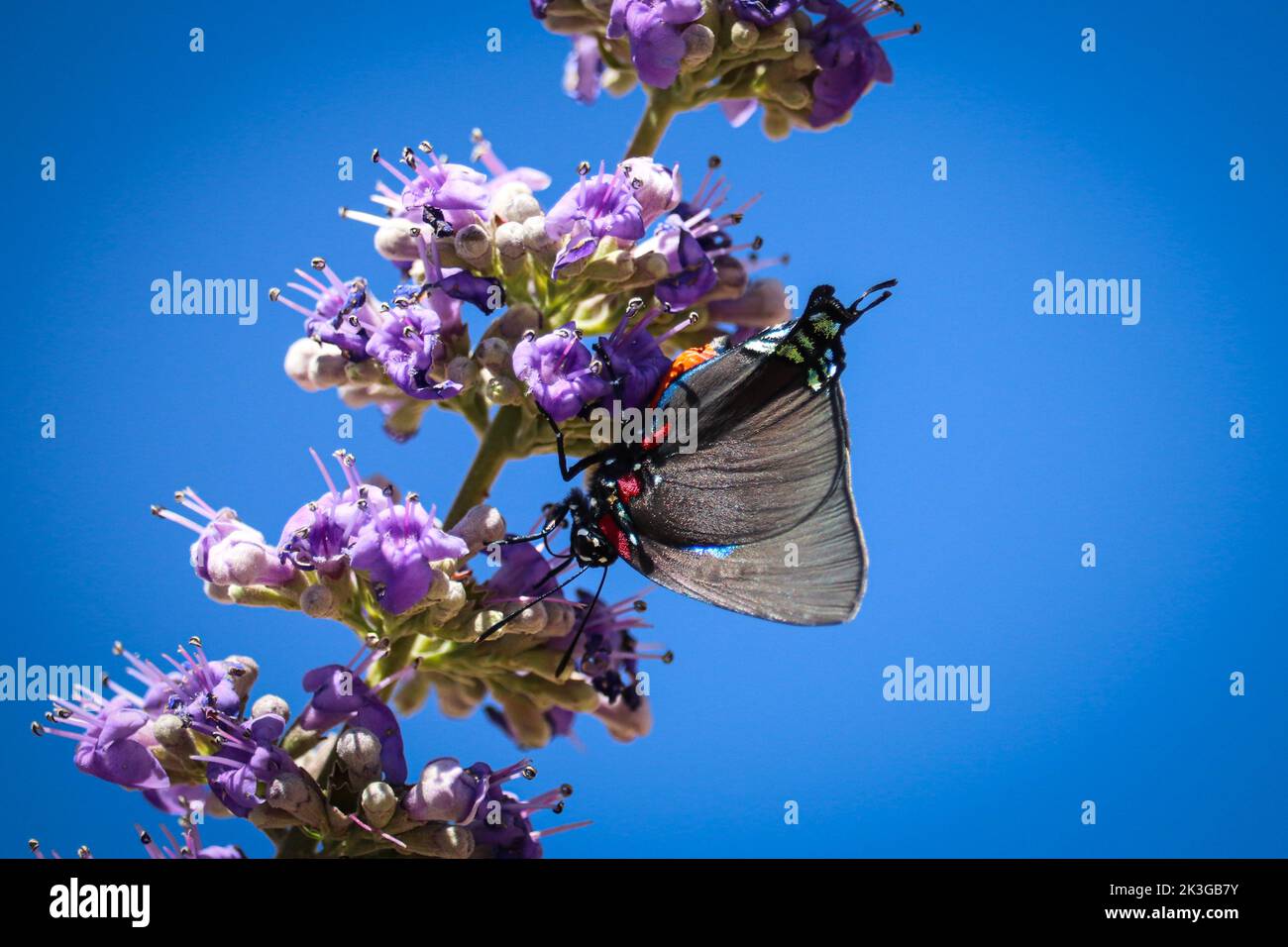 Great purple hairstreak or Atlides halesus feeding on vitex flowers in ...